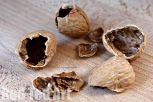Walnut Owls - Red Ted Art - Kids Crafts